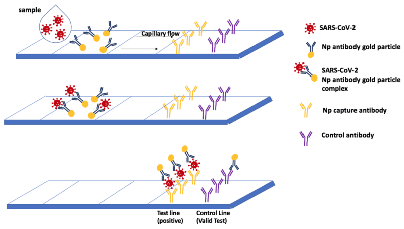 Rapid Antigen Testing – is it all in the interpretation ...